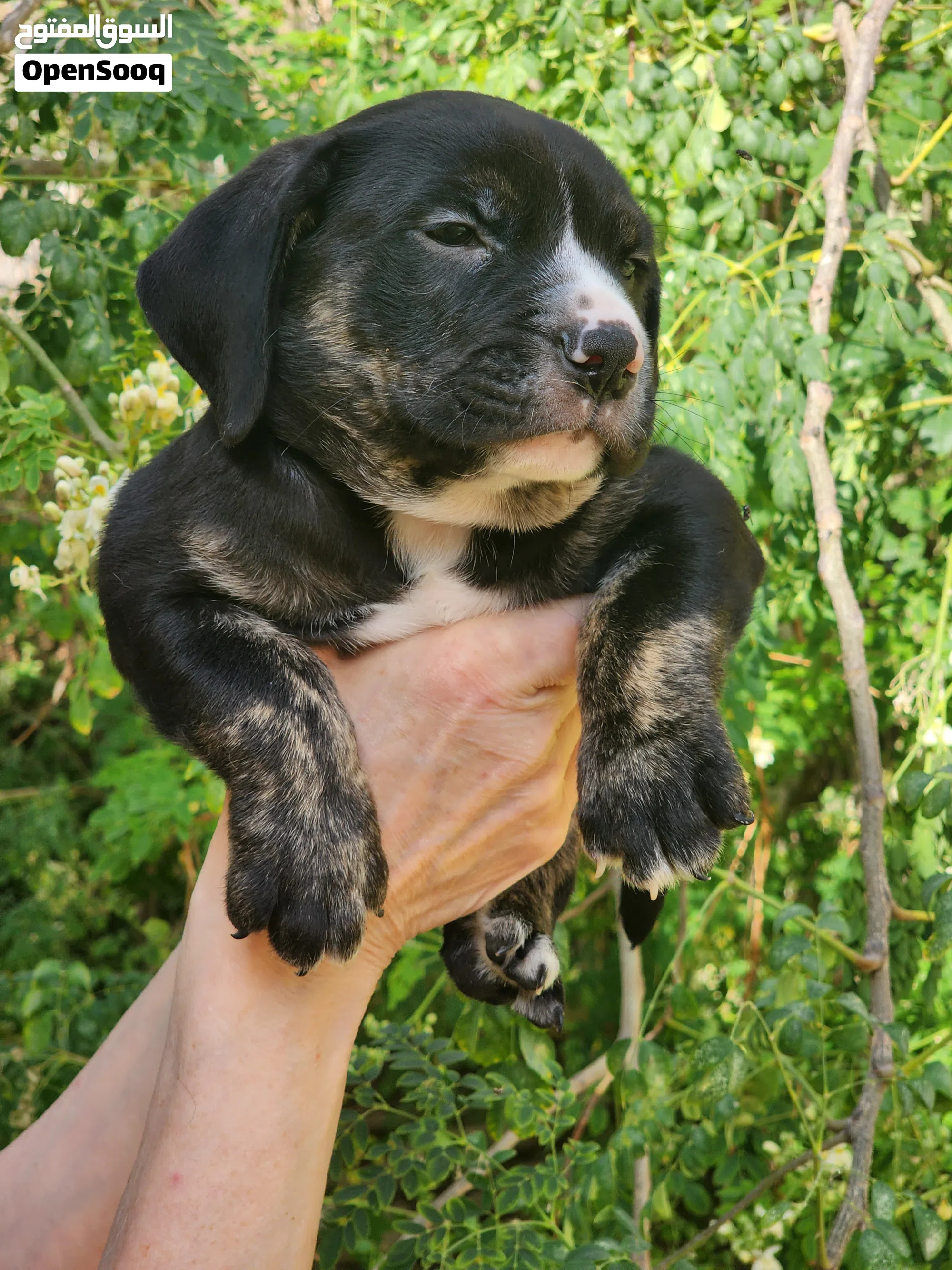 AMBULLY PUPPY MALE