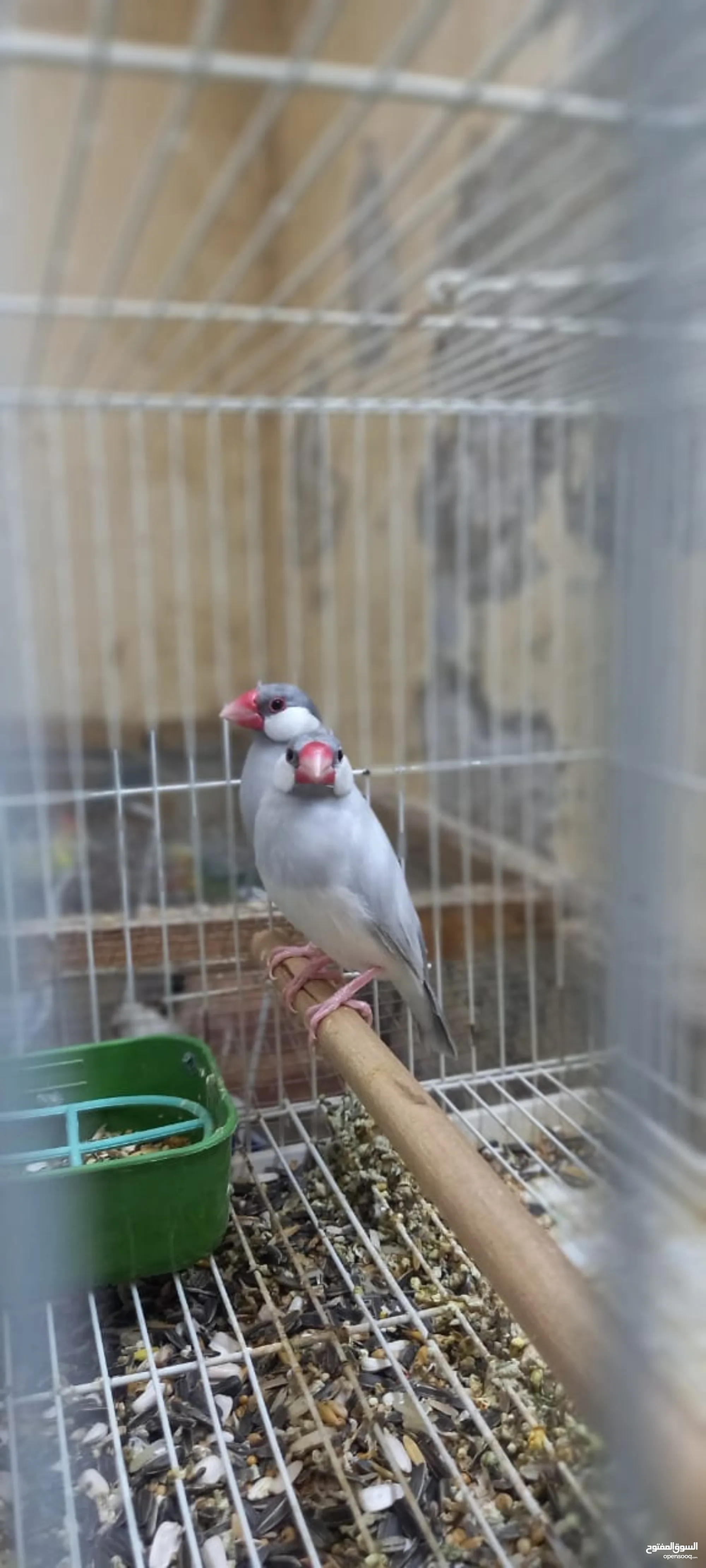 Silver Java breeder pair for sell زوج سيلفر جاوا للبيع - (257552643 ...