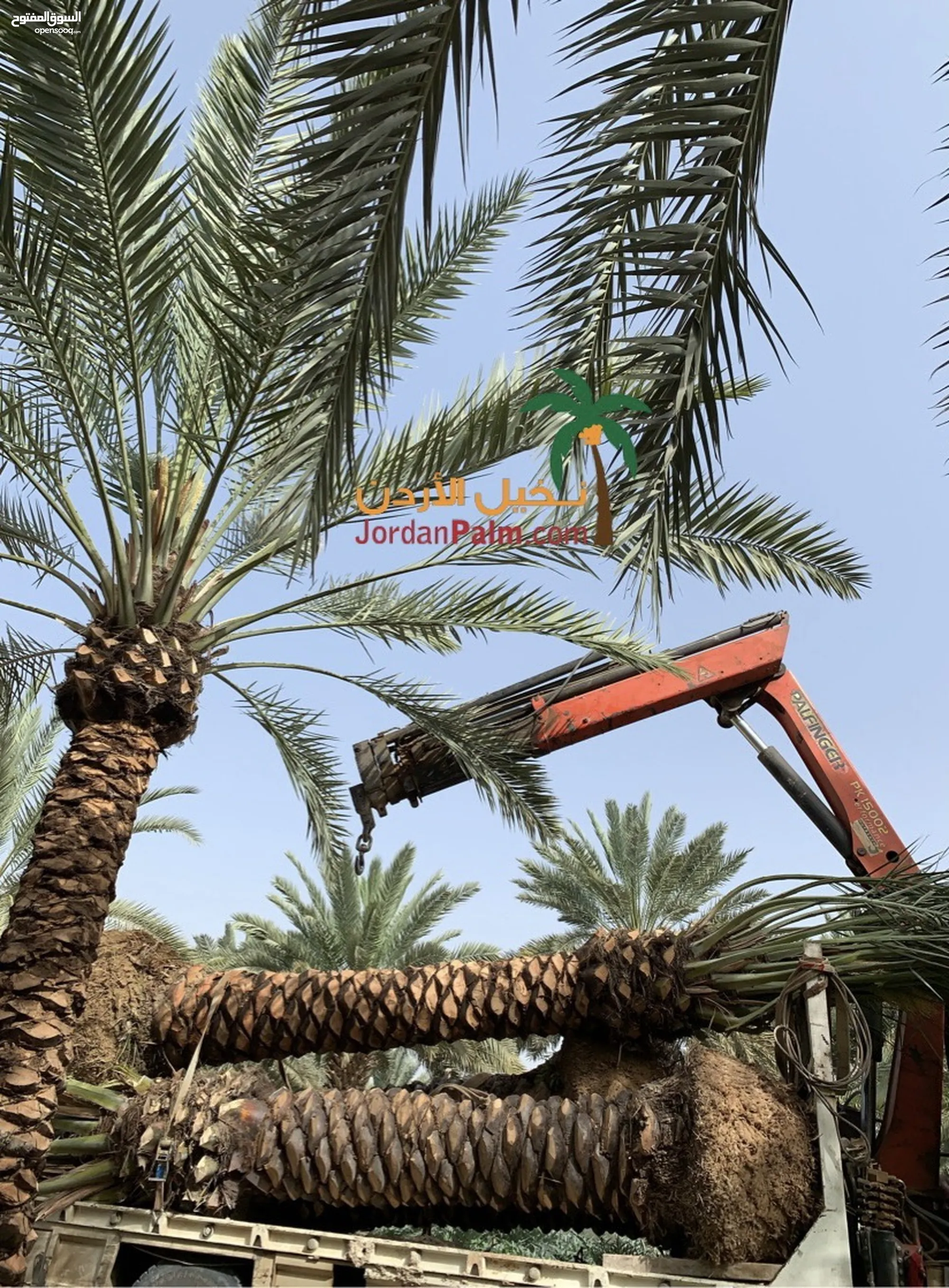 نخل / نخيل / اشجار نخل ، نخيل عربي مثمر كافة الانواع والاحجام والفسائل ...