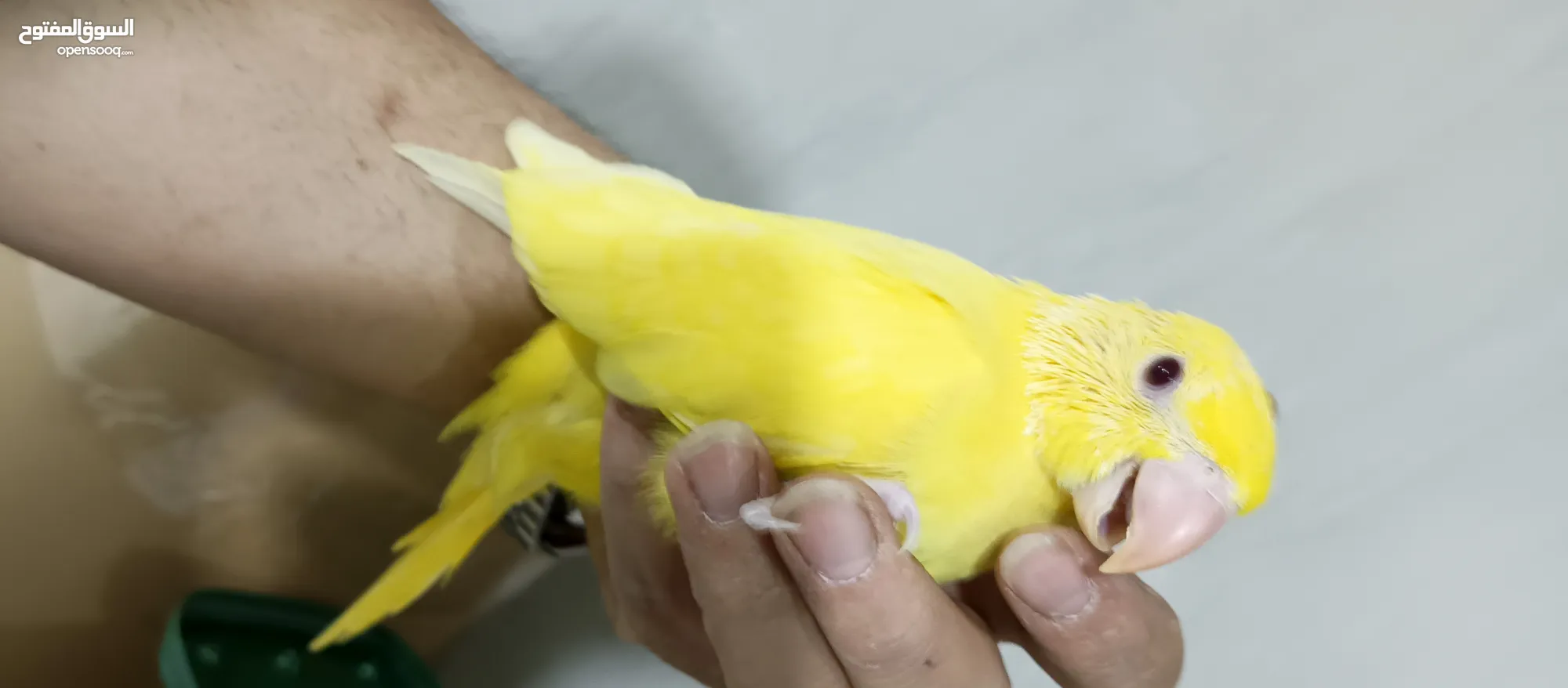 فرخ كاسكو تأكيل يدوي وفراخ دره ازرق اصفر انتاج الاردن اقرا الوصف ...