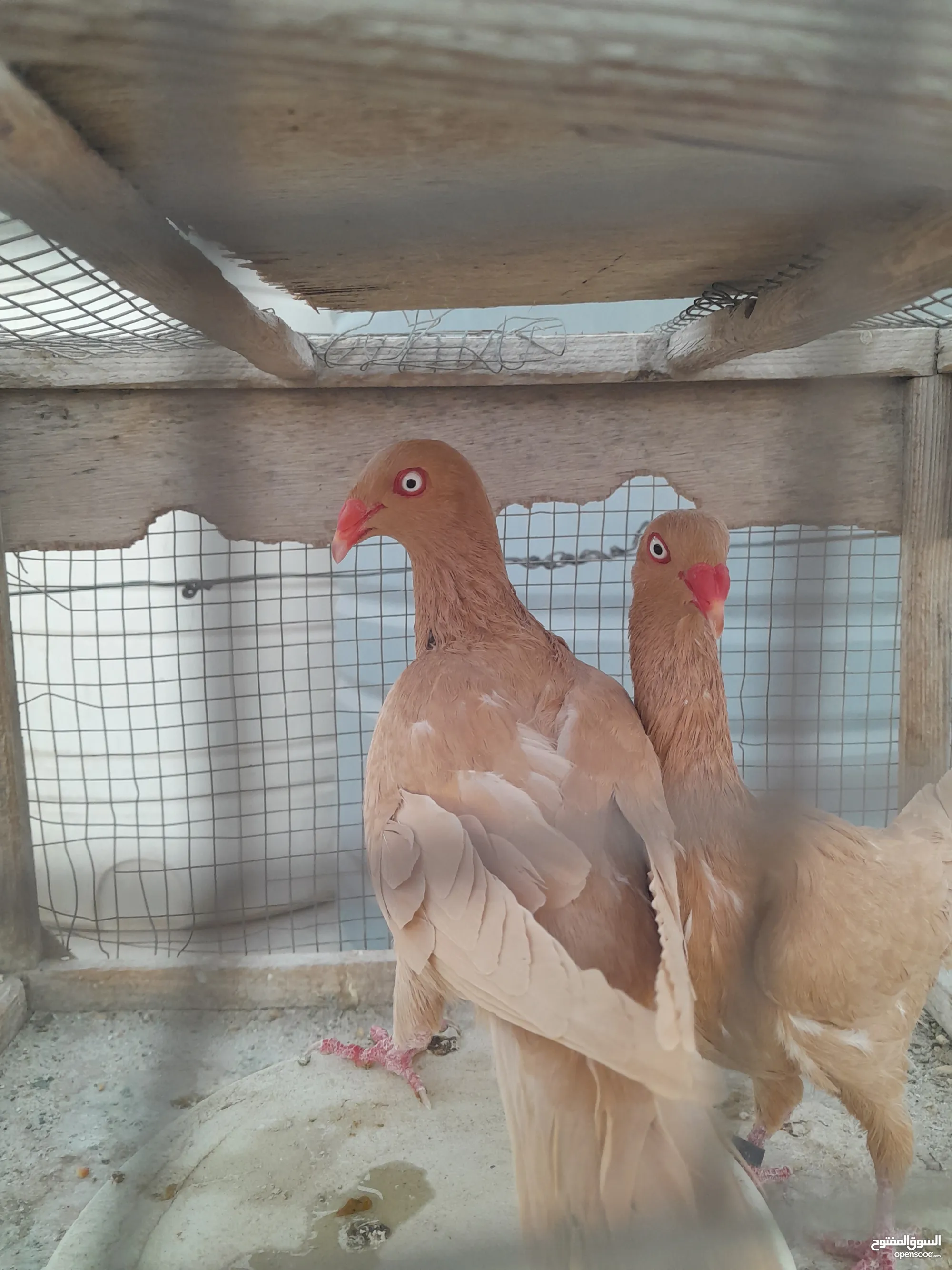 جوز سلافر أصفر + فرخ سلافر أبيض - (253343251) | السوق المفتوح