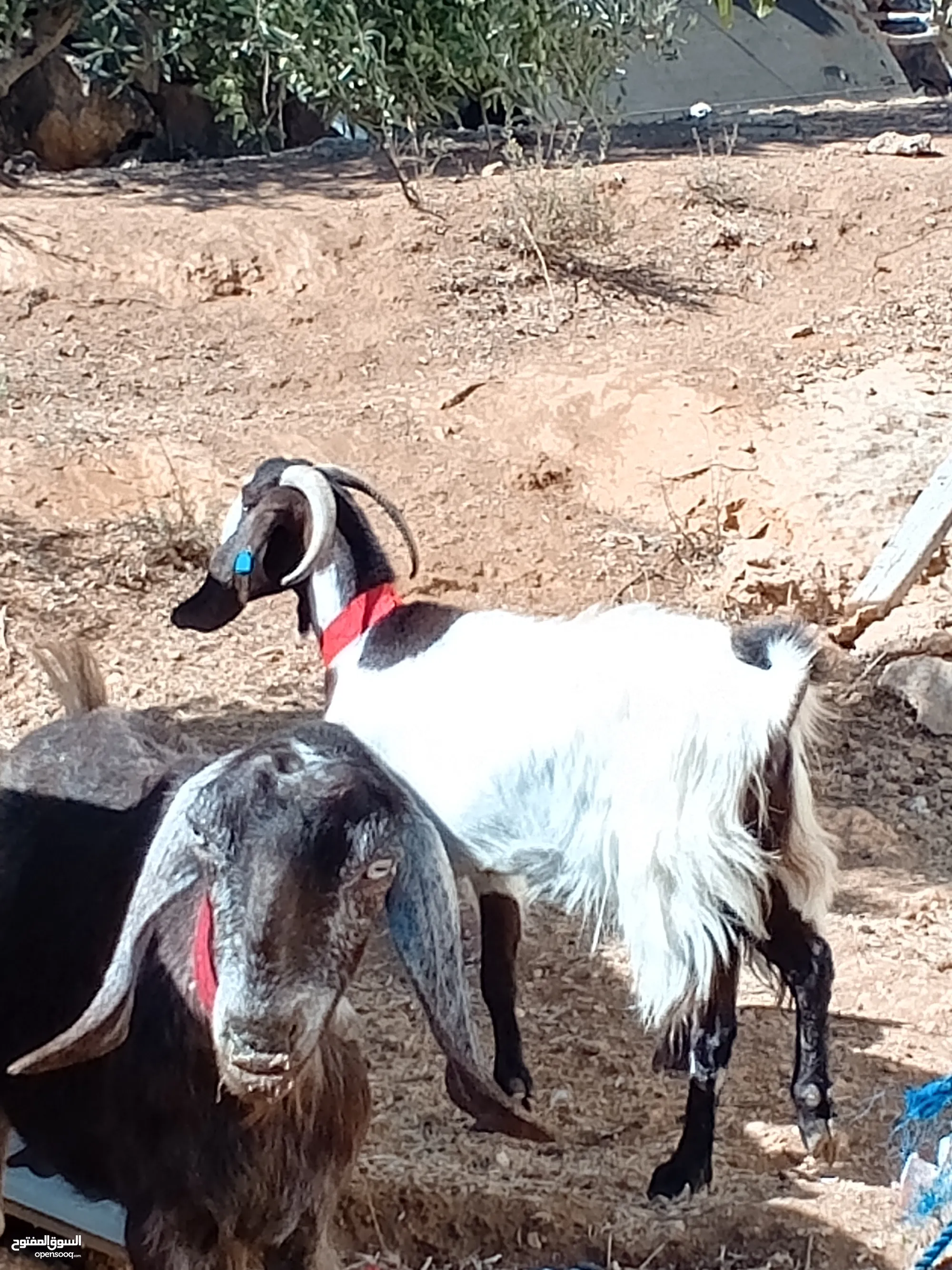 للبيع عنزين نخب اول مقنوي لون وقطعه نخب - (252376953) | السوق المفتوح