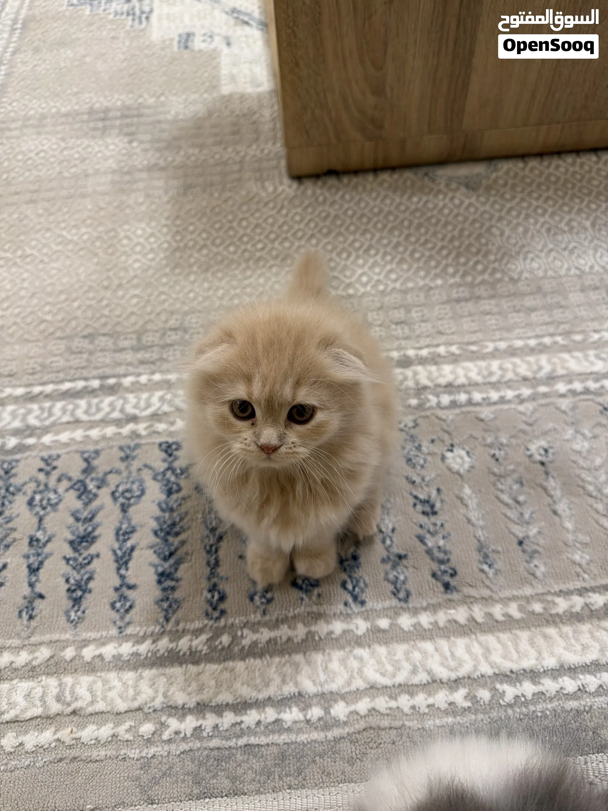 Adorable Pure Scottish Fold Kittens - (275451007) | OpenSooq