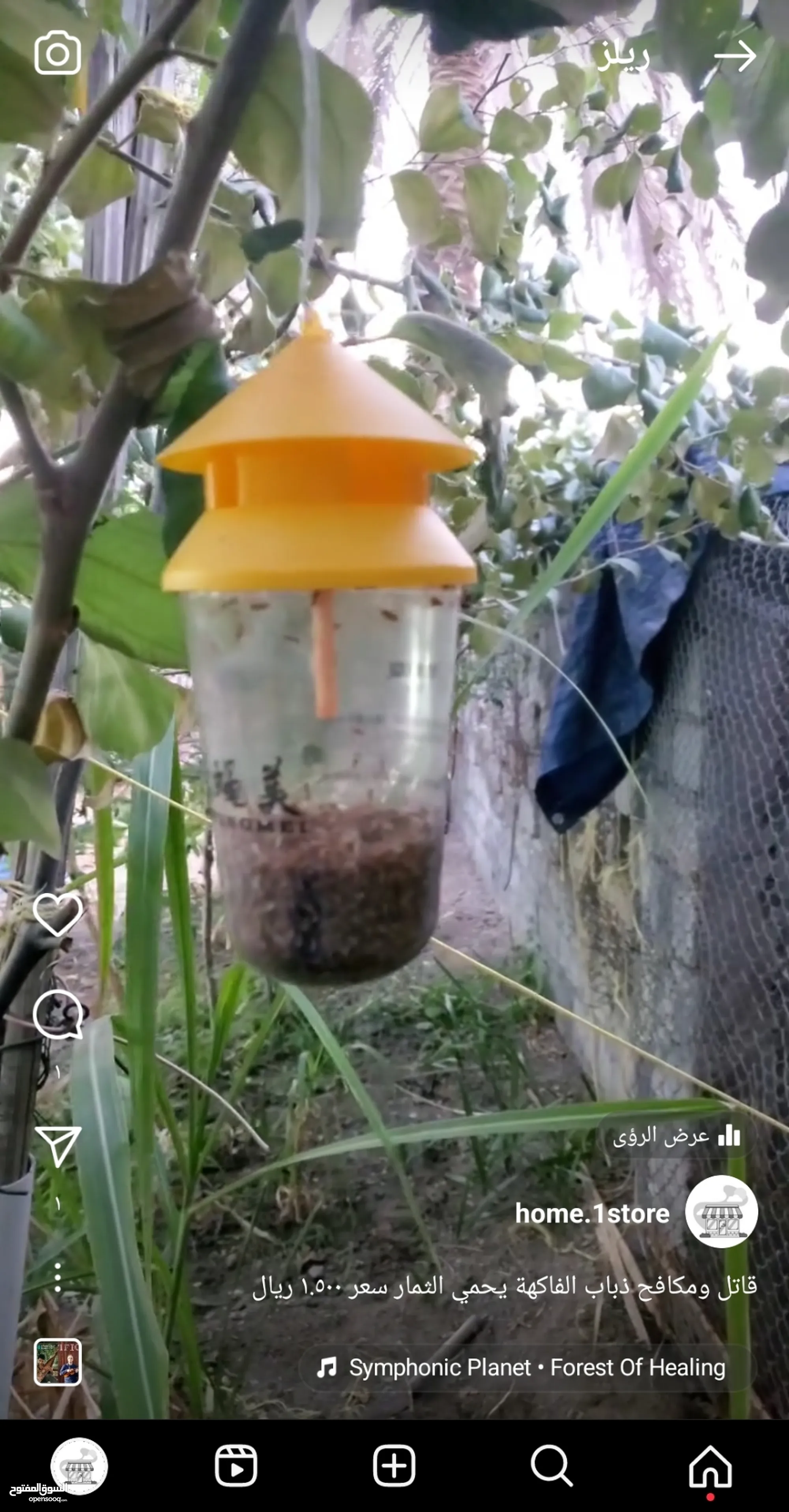 مصيدة ذباب الفاكهة مع الفرمون ومصائد الذباب العادي - (253812345 ...