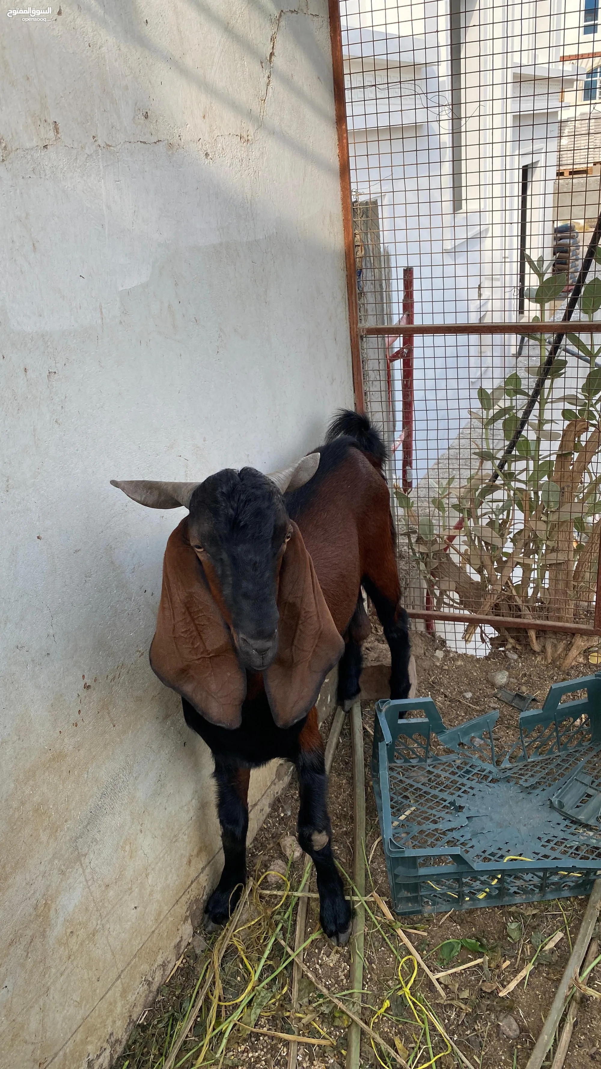 تيس باكستاني فحل سلالة نادرة - (250378099) | السوق المفتوح