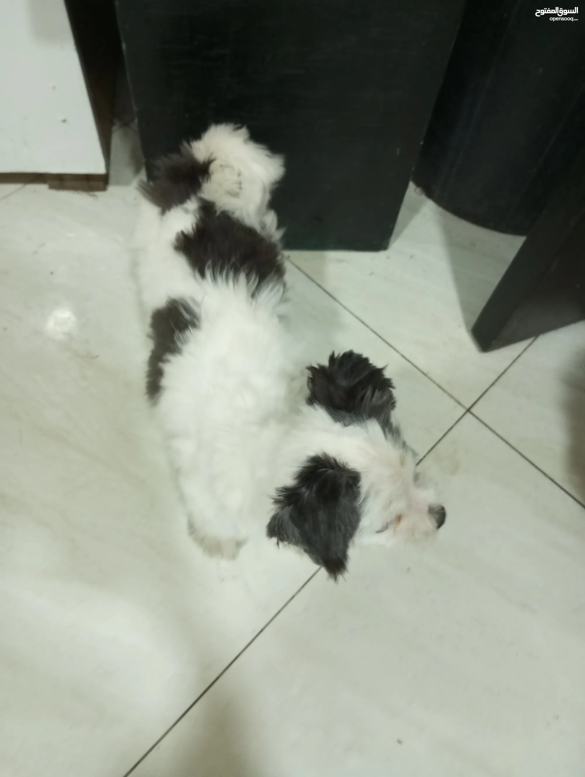 Sheepadoodle puppy pet for sale - (262364211) | السوق المفتوح