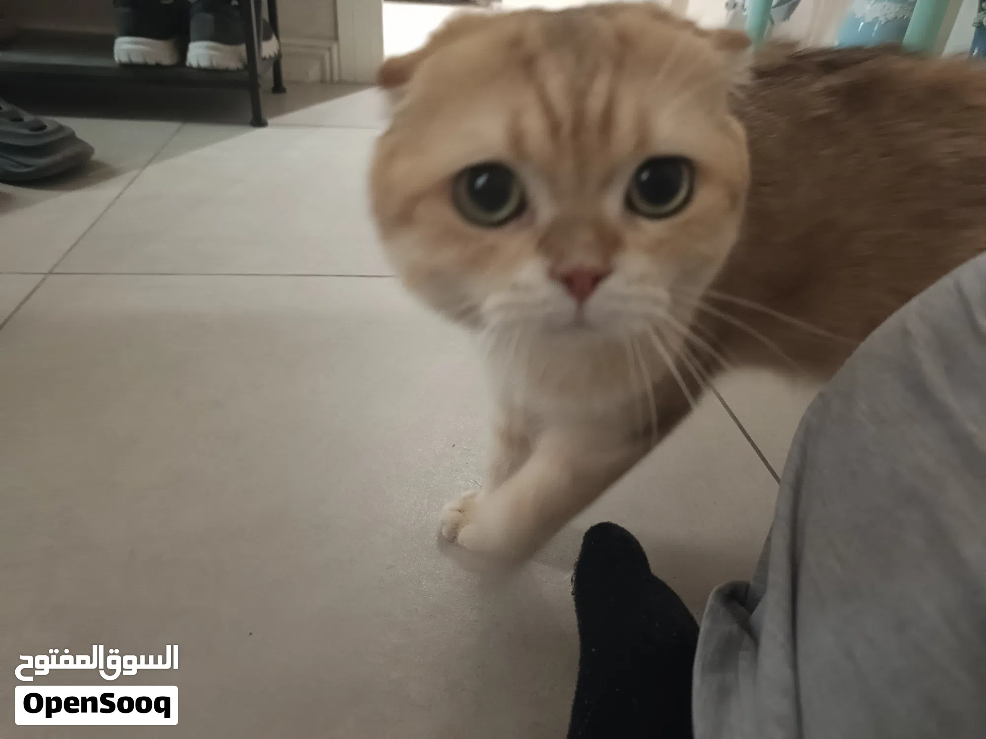 Scottish fold triple chin rare cat 1 year old can breed - (264183695 ...