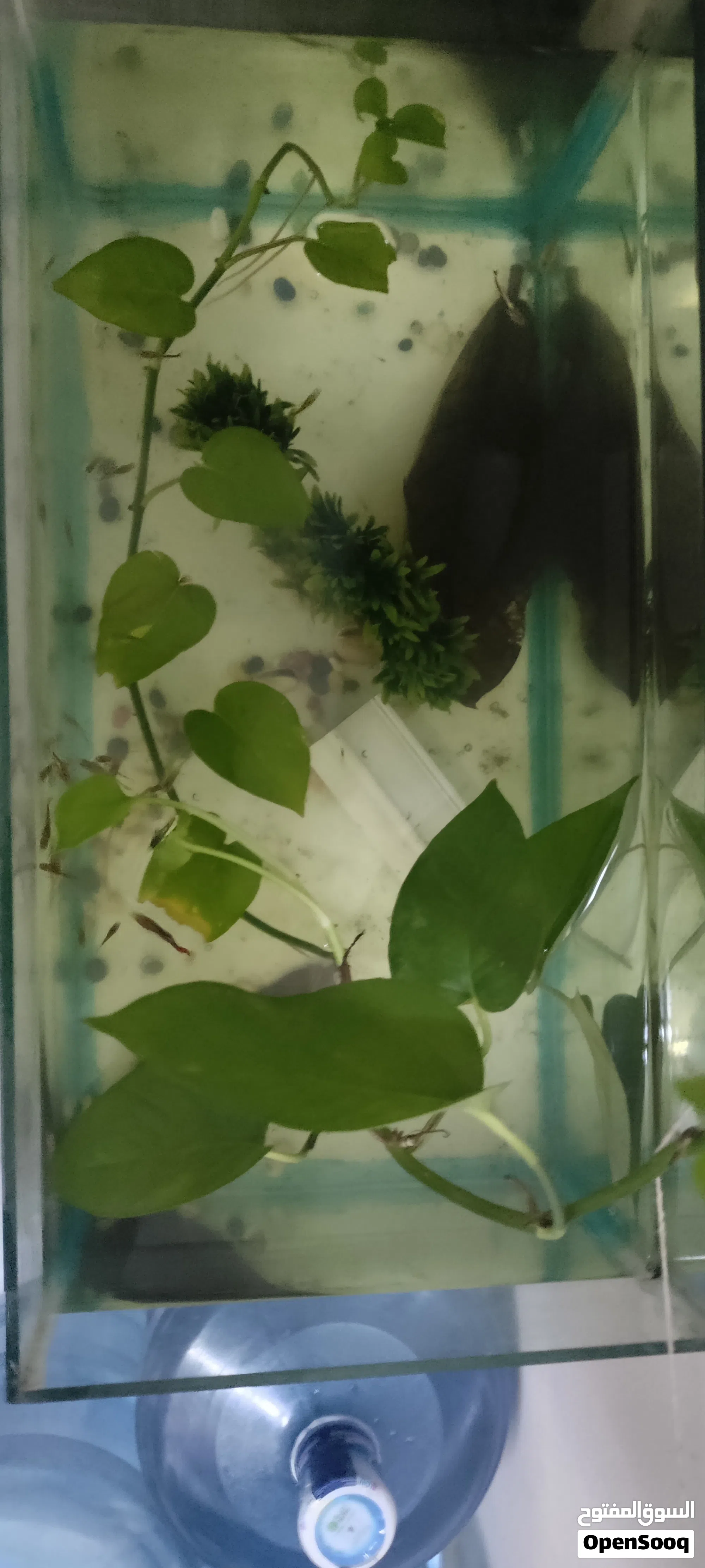 new second hand fish tank and guppies and Molly fishes for sale ...