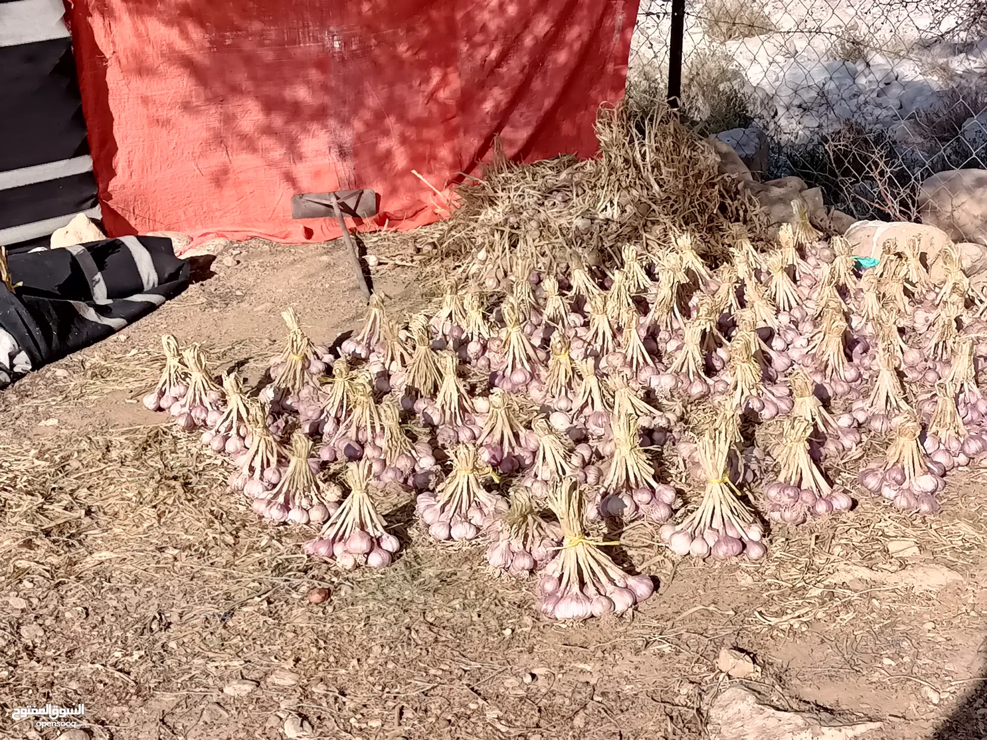 ثوم محلي للبيع انتاج 20250325 الحزمة تتكون من 13 إلى 16 حسب حجم الرأس ...