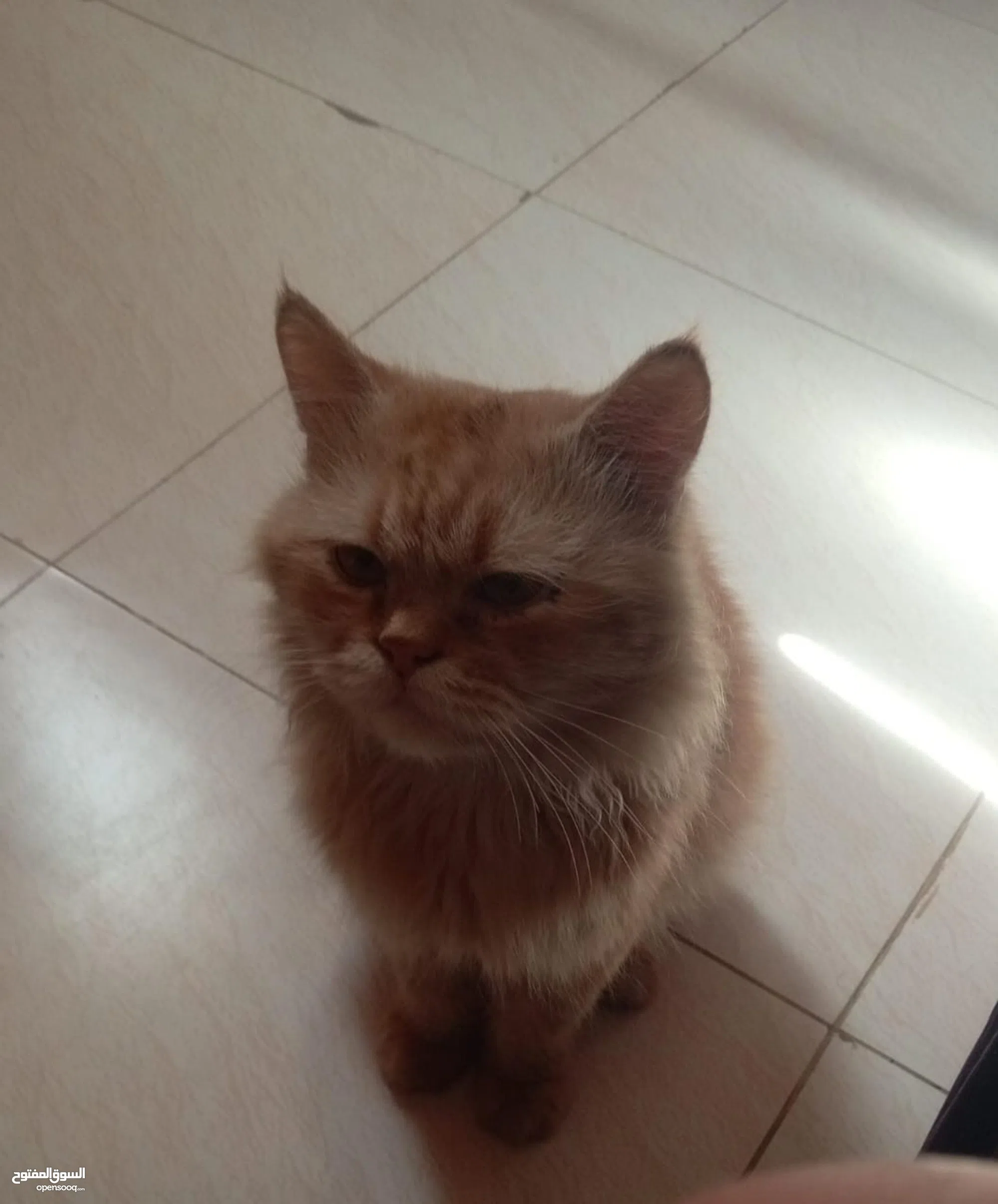 shirazi cat : قطط : مسقط المعبيلة (253128101)