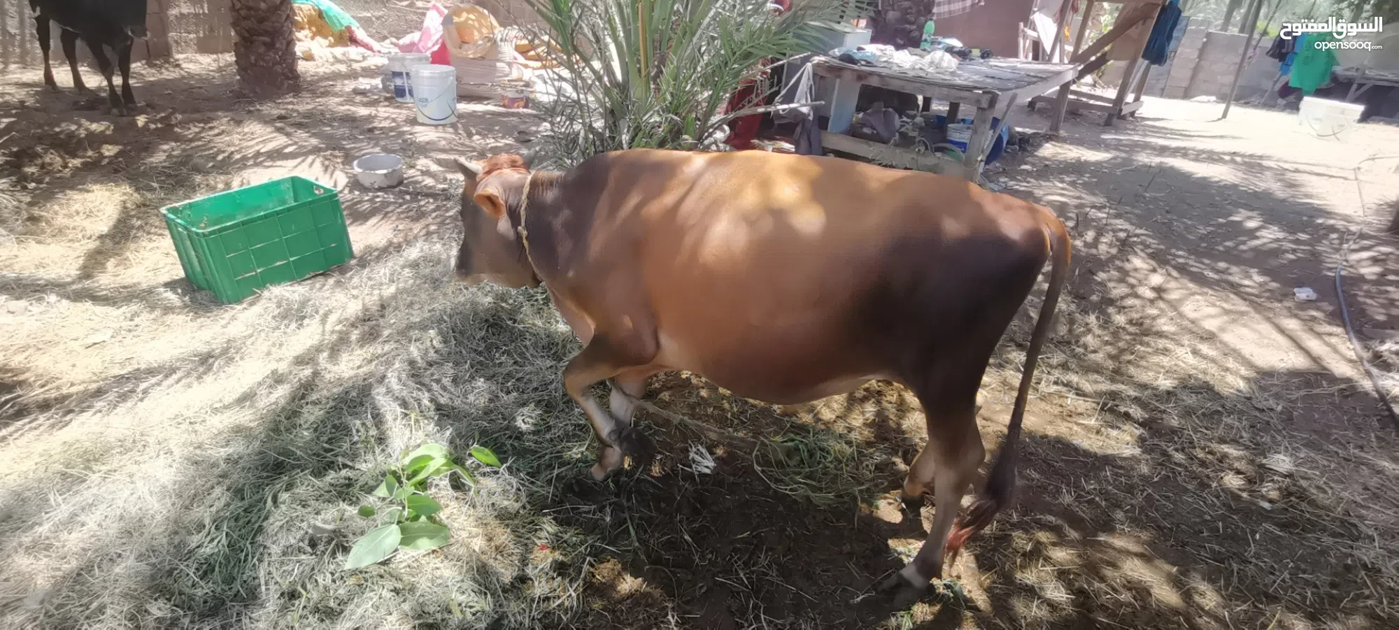 100%Omani cow 2available 2midium - (246432249) | السوق المفتوح