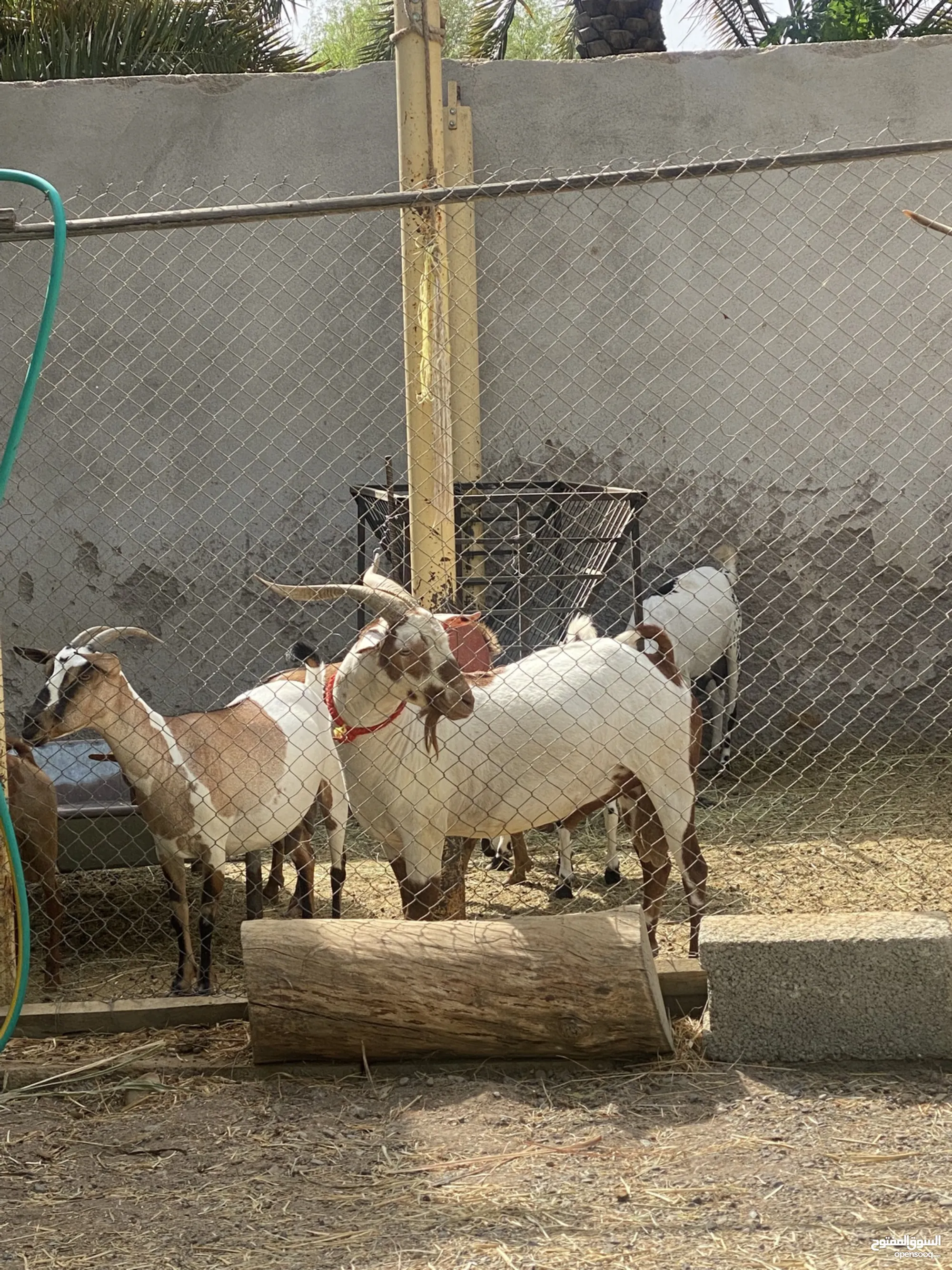 تيس صلالي فحل : غنم : الداخلية ازكي (264620123)