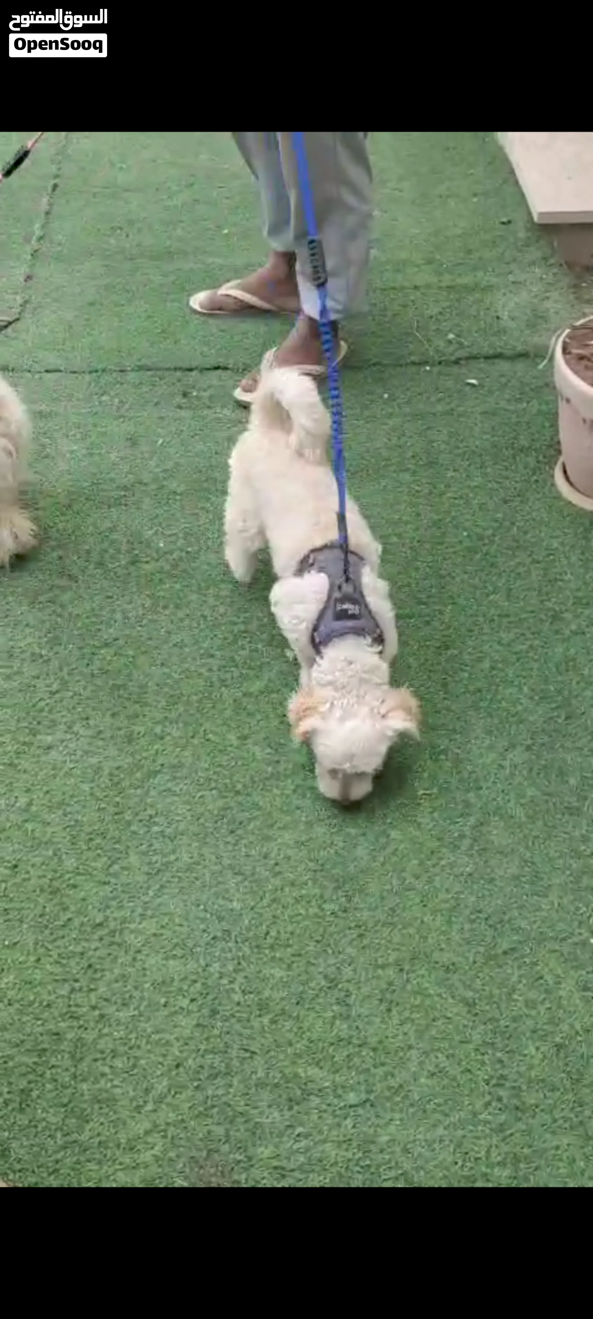 dog male poodle | OpenSooq