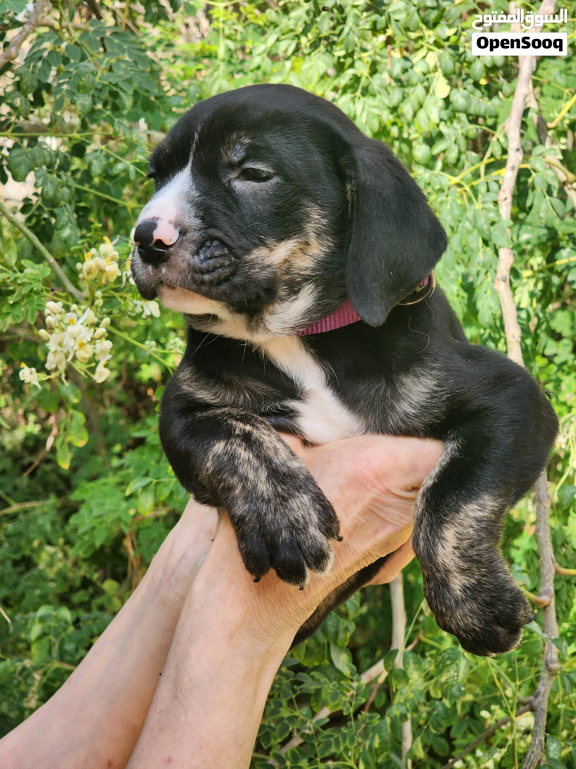 AMBULLY PUPPY MALE