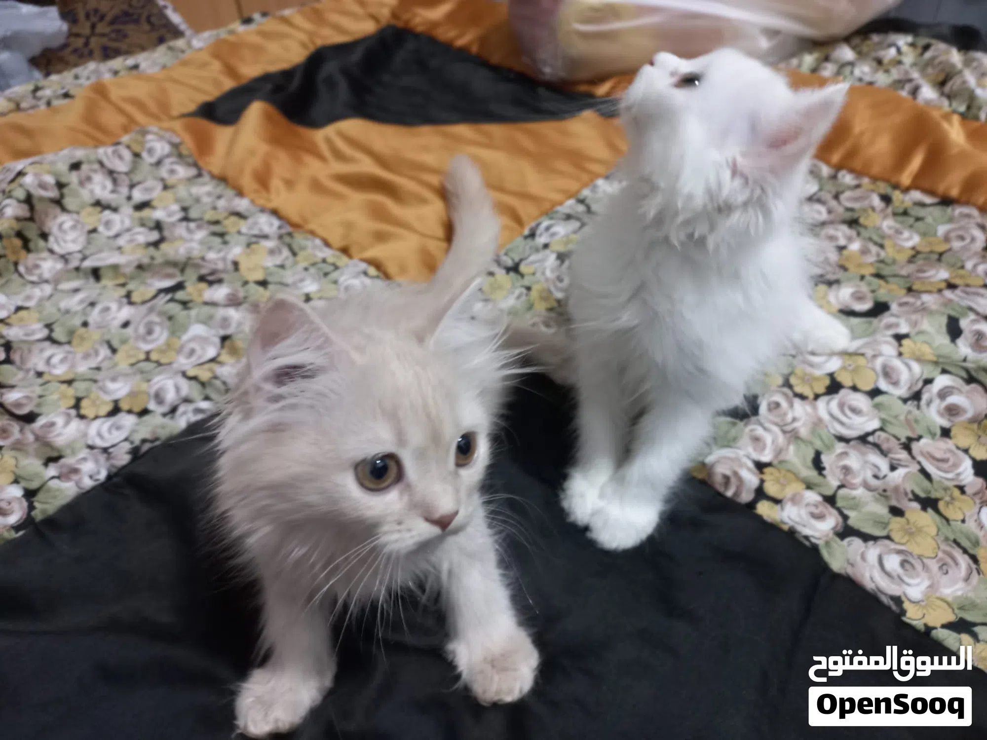 2 month old Persian Turkish mixed breed cat - (248532863) | السوق المفتوح