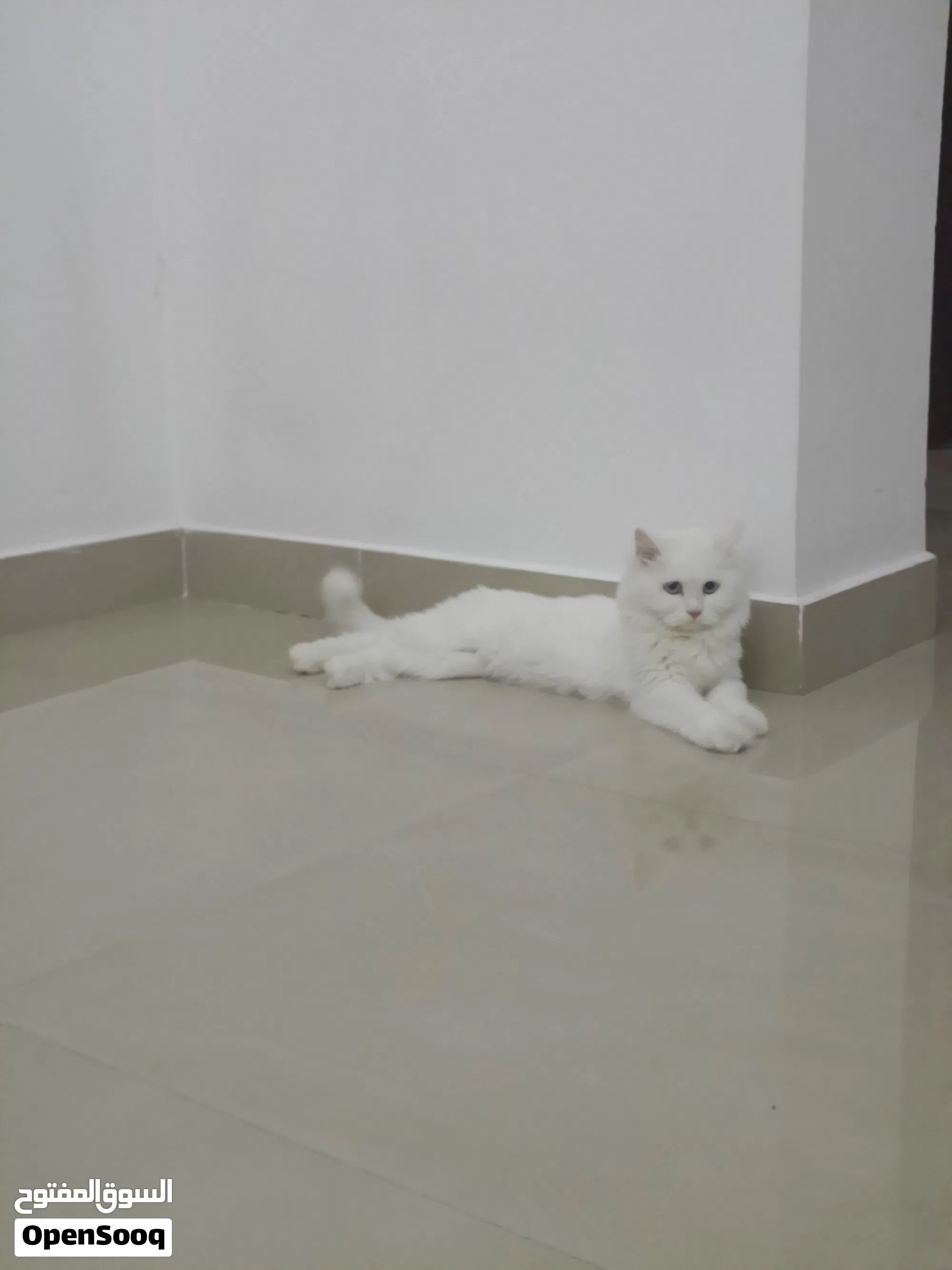 Turkish Angora - 1 year - Pure White - (262100675) | السوق المفتوح