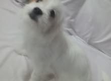 للبيع كلبة مالتيز