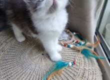 Male Perisan kitten available