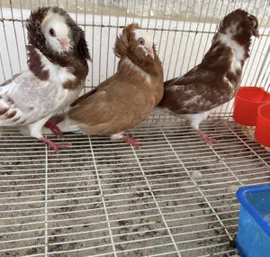 Pets & Animals for Sale and Adoption in Kuwait : Best Prices in Kuwait ...