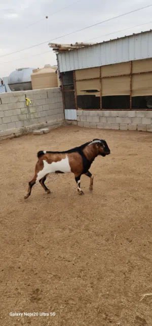 Pets & Animals for Sale and Adoption in Kuwait : Best Prices in Kuwait ...