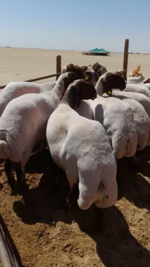 Pets & Animals for Sale and Adoption in Kuwait : Best Prices in Kuwait ...