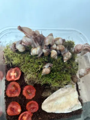 Pets & Animals for Sale and Adoption in Kuwait : Best Prices in Kuwait ...