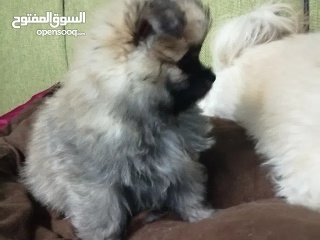 Dogs for Sale : Puppies for Adoption in Kuwait : Buy with Best Prices ...
