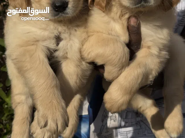 Dogs for Sale : Puppies for Adoption in Kuwait : Buy with Best Prices ...