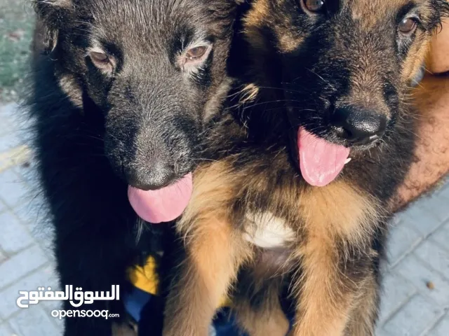 Dogs for Sale : Puppies for Adoption in Bahrain : Buy with Best Prices ...