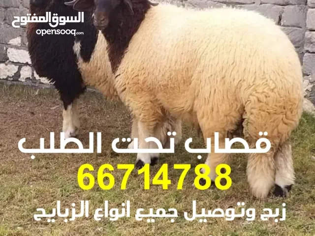 Pets & Animals for Sale and Adoption in Kuwait : Best Prices in Kuwait ...