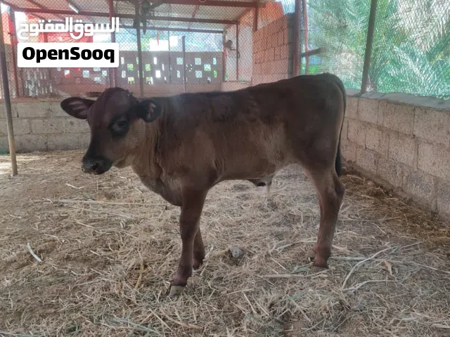 Cows in UAE : Browse Our Listings Today | OpenSooq