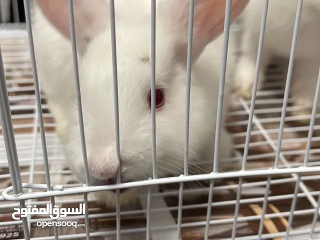 Rabbits in UAE : Browse Our Listings Today | OpenSooq