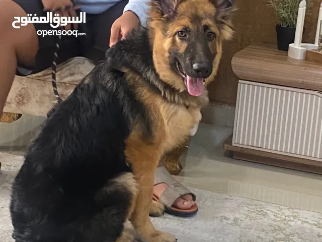 Dogs for Sale : Puppies for Adoption in Bahrain : Buy with Best Prices ...