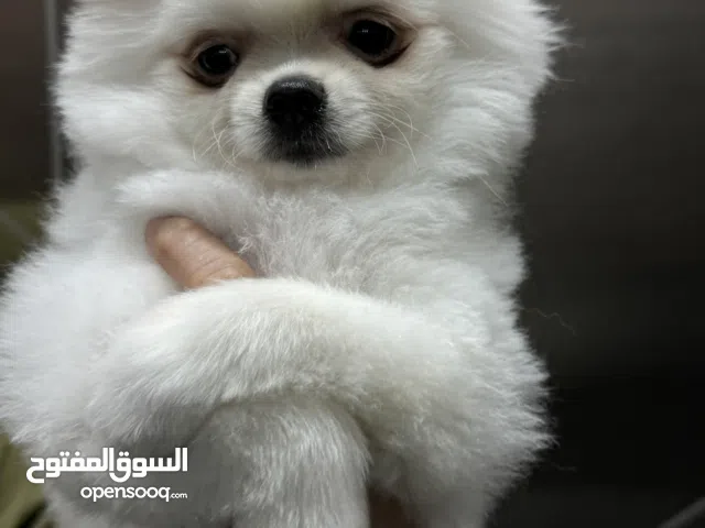 Dogs for Sale : Puppies for Adoption in Kuwait : Buy with Best Prices ...