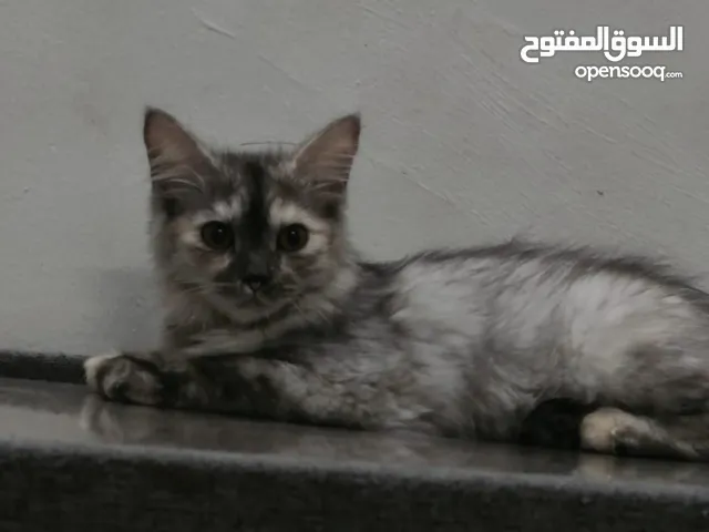 Cats for Sale : Kitten for Adoption in Bahrain : Buy with Best Prices ...