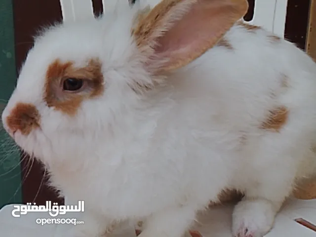 Rabbits in UAE : Browse Our Listings Today | OpenSooq
