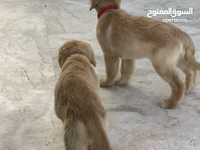 Dogs for Adoption in UAE : All Ages | OpenSooq