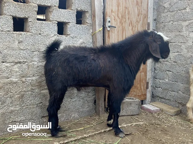 تيس فحل - 121066010 | السوق المفتوح