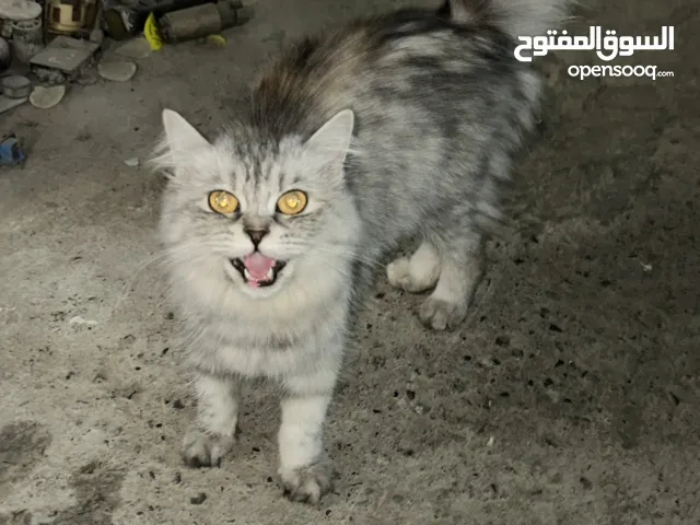 موقع #1 لبيع القطط : قطط همالايا للبيع : شيرازي : افضل انواع القطط ...