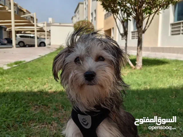 Dogs for Sale : Puppies for Adoption in Qatar : Buy with Best Prices ...
