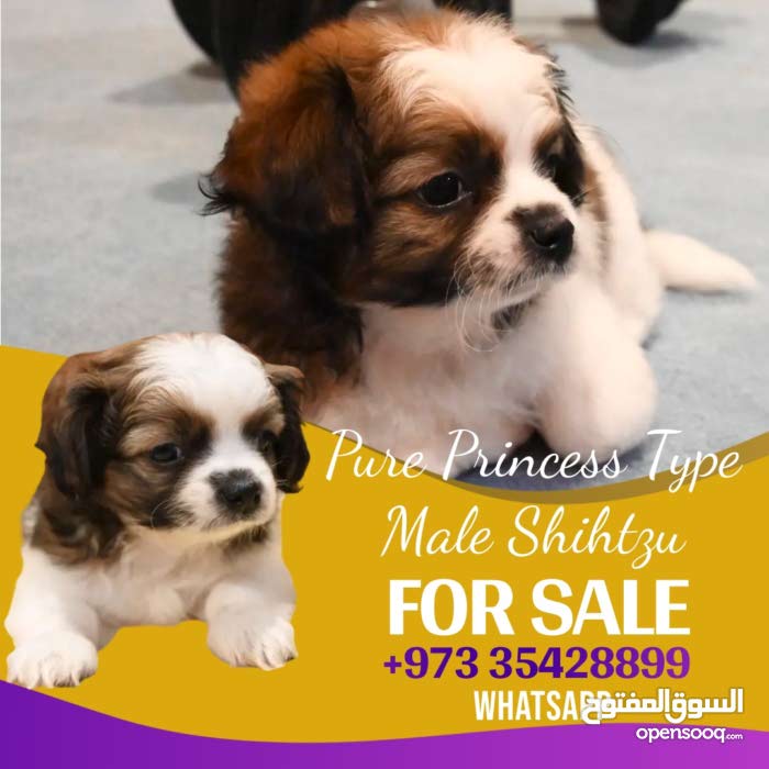 Shih Tzu Puppies Princess Type
